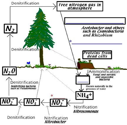 Microbiology Lectures : MOLB 2210