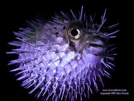 The Gallery for Cell Physiology Pets