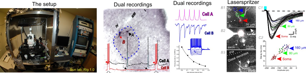 neural development and learning
